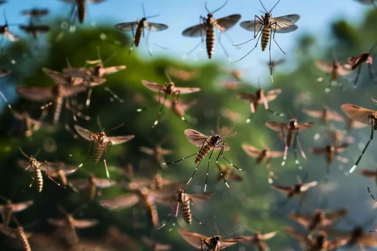 Qué tiene que pasar para que se vayan los mosquitos - Cada Mañana